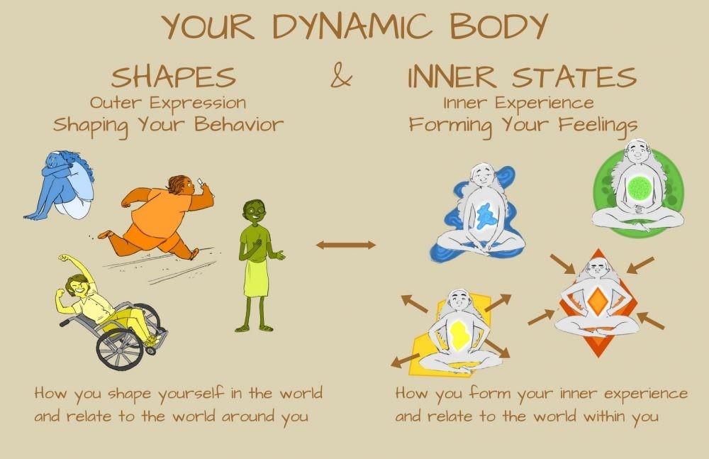 YOUR DYNAMIC BODY shapes and states bkgrd dcd3b4 - Learning in Action™