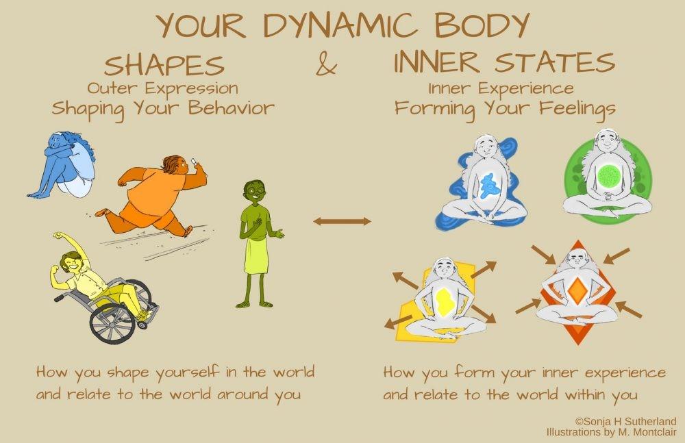 YOUR DYNAMIC BODY shapes and states bkgrd dcd3b4 - Learning in Action™